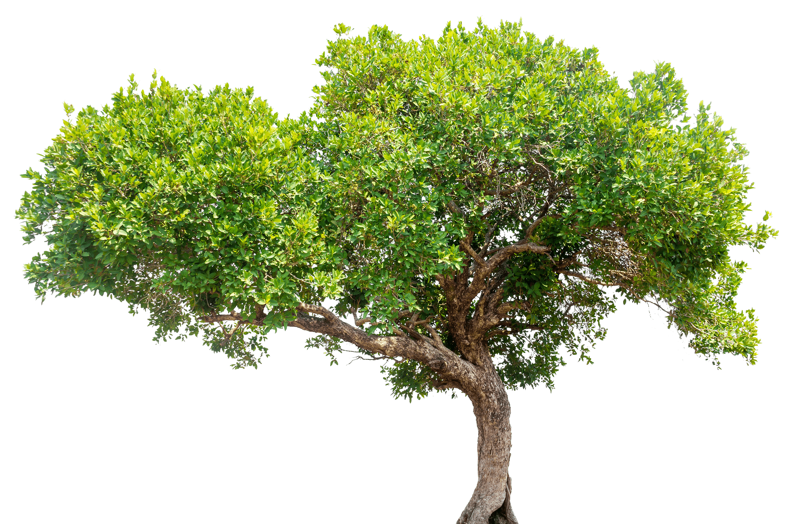 Home Page - WebVitality